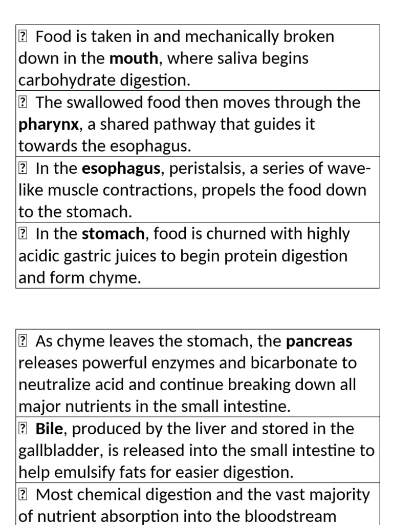Digestive System Process Explained | PDF