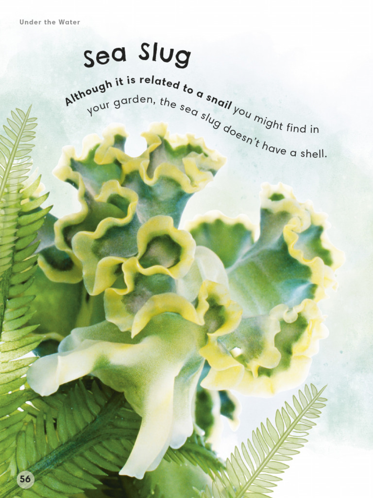 Sea Slug | PDF