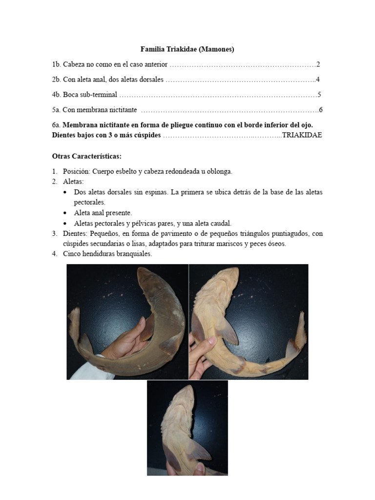 Lab. Condrictios Organized | PDF | Pescado | Vertebrados