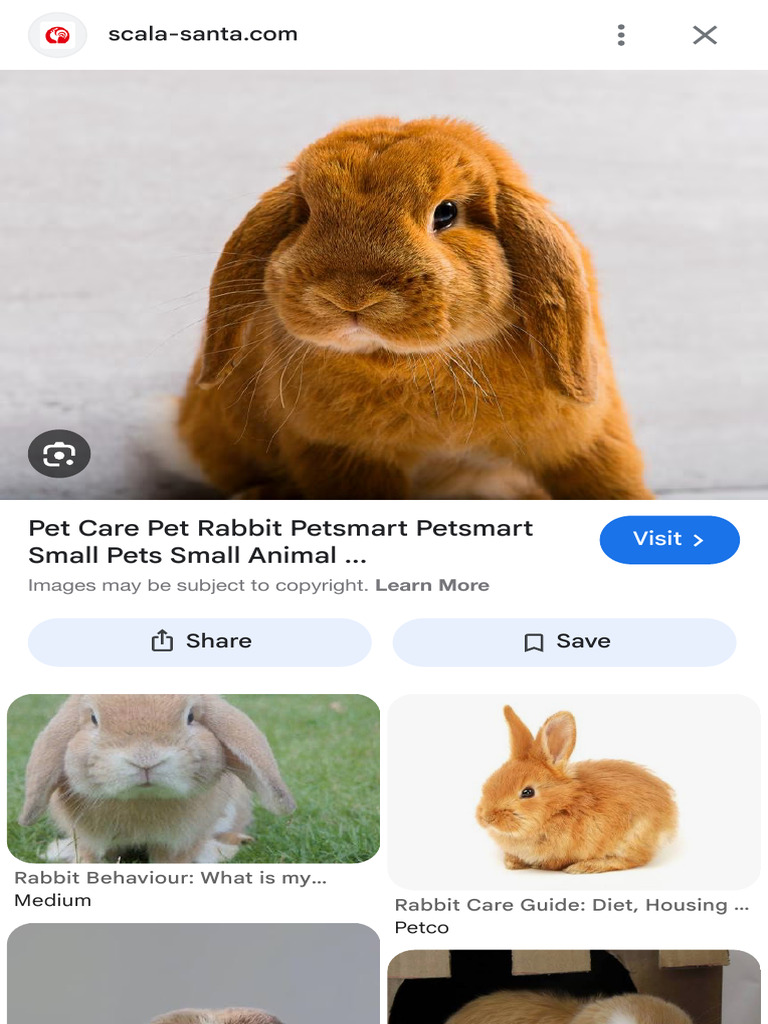Bunny Petsmart White - Google Search | PDF