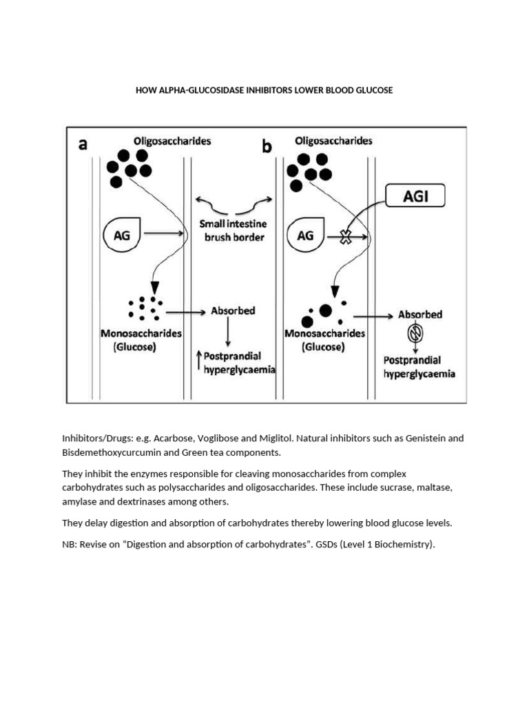 How Alpha Glucosidase Inhibitors Lower Blood Glucose | PDF