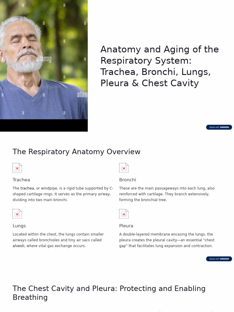 Anatomy and Aging of The Respiratory System Trachea Bronchi Lungs ...