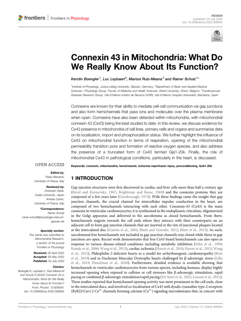 Connexin 43: Mitochondrial Functions Explored | PDF | Mitochondrion ...