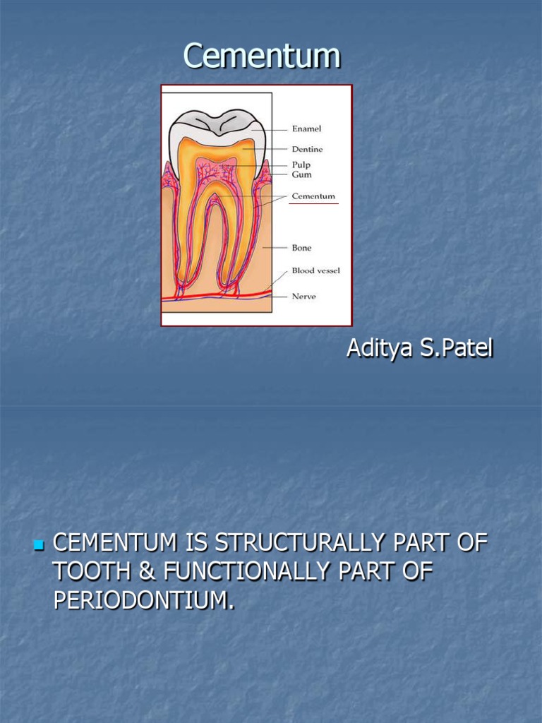Cementum | PDF | Dentin | Human Tooth
