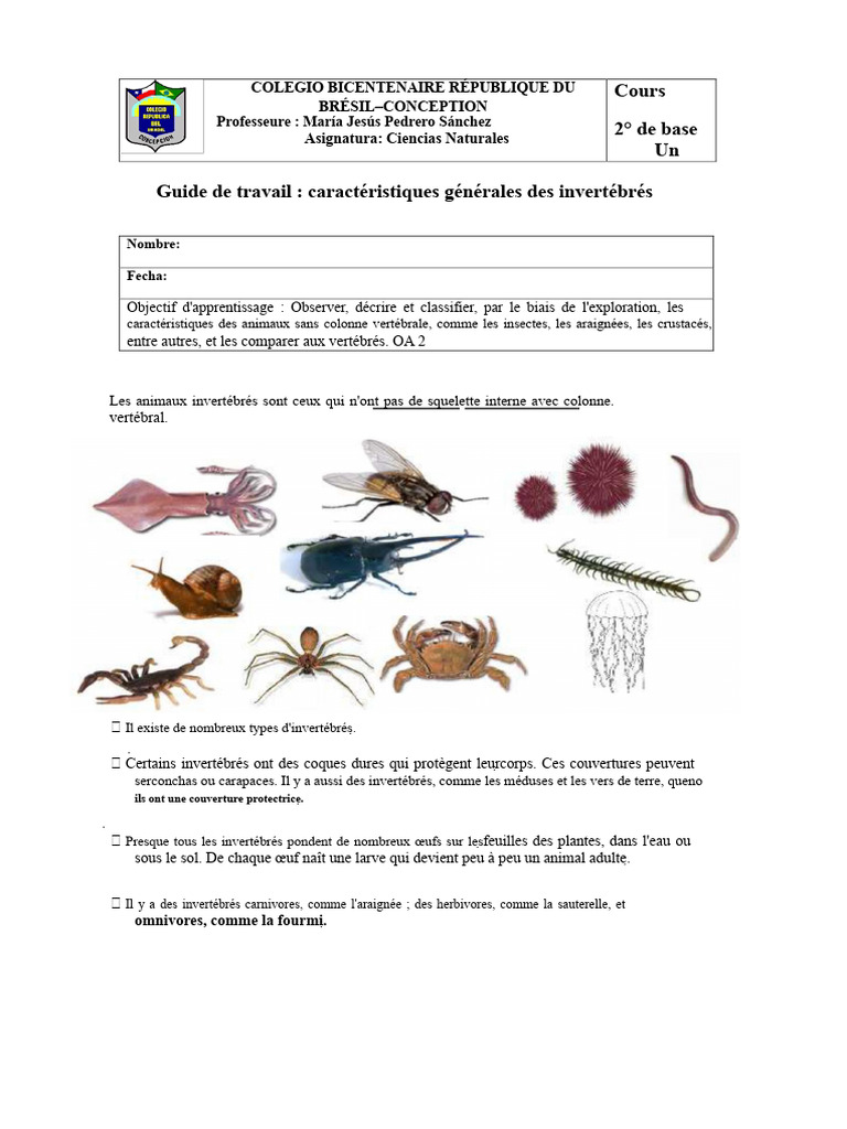 Guide sur les Invertébrés pour Élèves | PDF | Insectes | Invertébrés