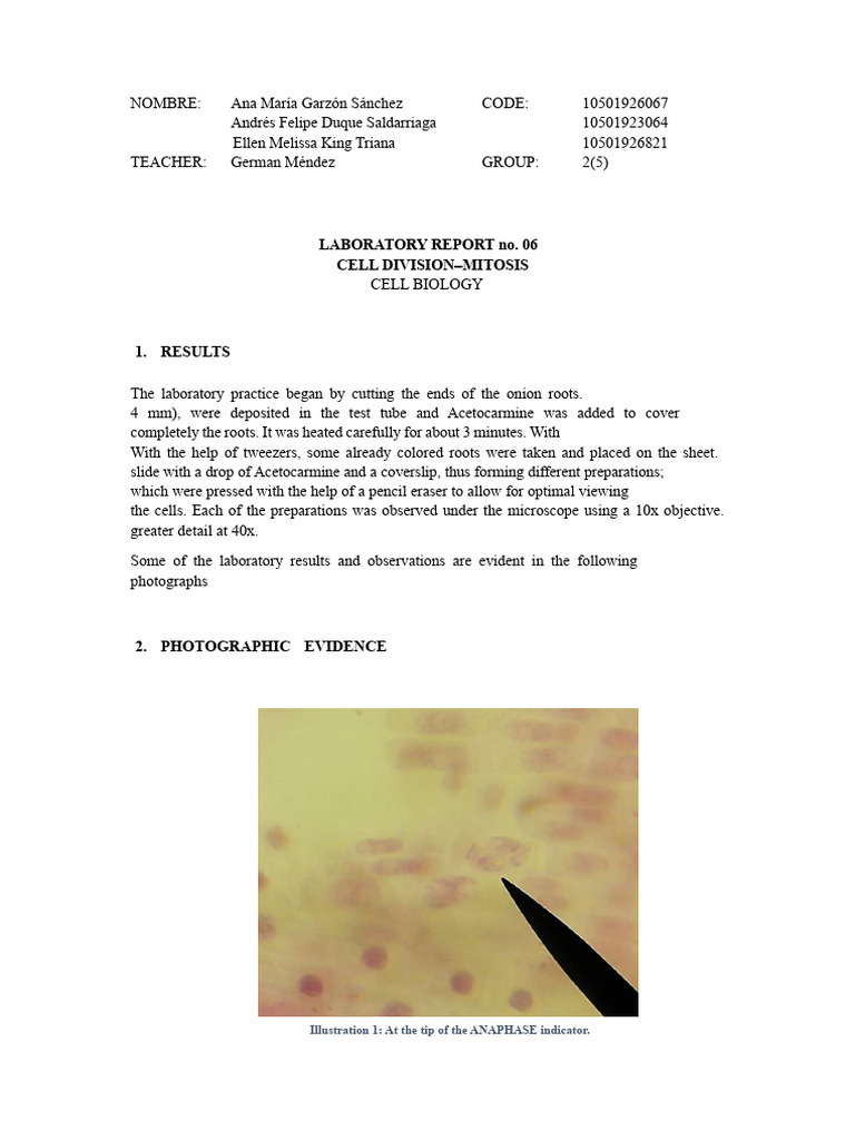 Laboratory Report Mitosis in Onion. | PDF | Mitosis | Chromosome