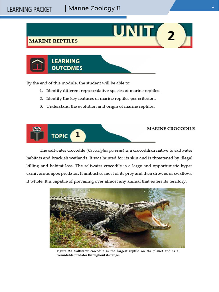 MODULE-2 - (Marine Reptiles) | PDF | Sea Turtle | Turtle