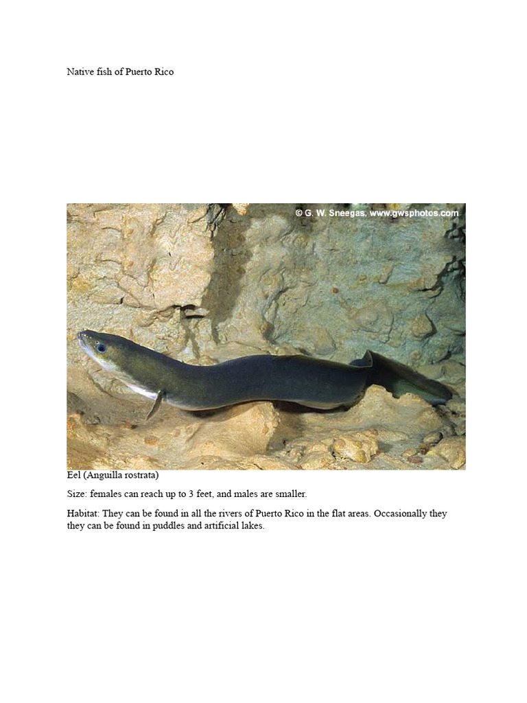 Native Fish of Puerto Rico | PDF
