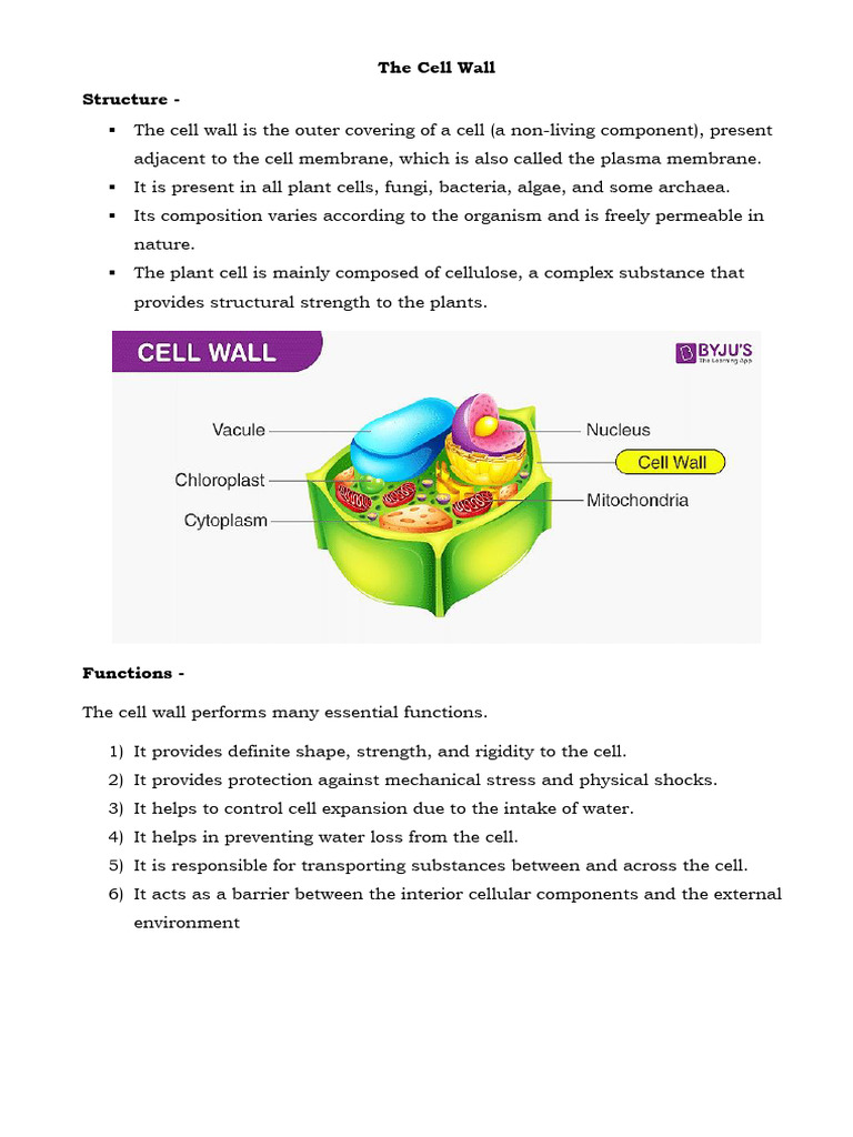 The Cell Wall-Notes and Diagram | PDF