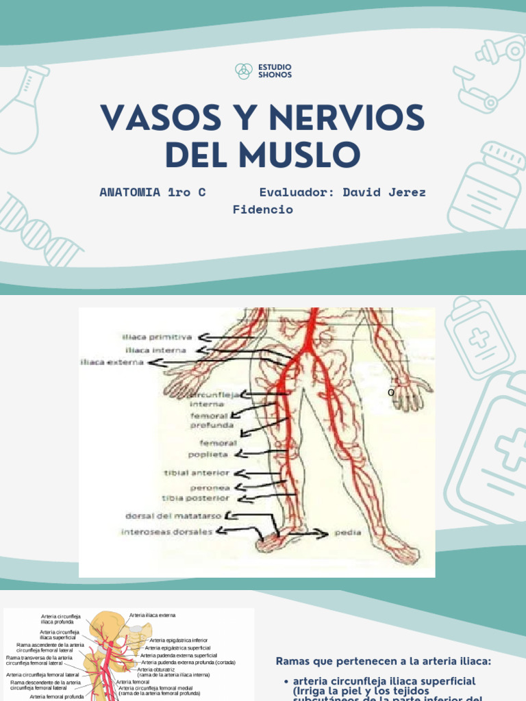 Anatomía de vasos y nervios del muslo | PDF | Abdomen | Extremidades ...