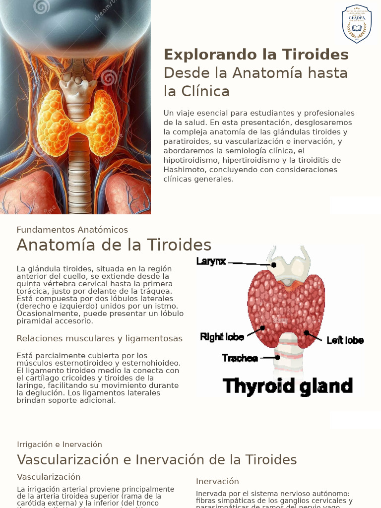 Anatomía y Clínica de la Tiroides | PDF | Tiroides | Enfermedad de tiroides