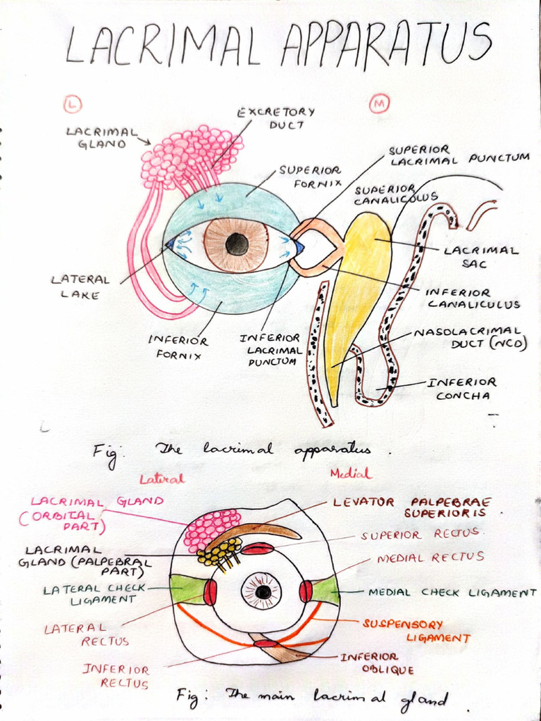Lacrimal Apparatus Anatomy and Function | PDF | Organ (Anatomy ...