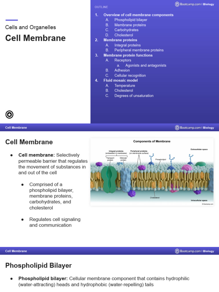 Cell Membrane Structure and Functions | PDF | Cytoskeleton | Cell Membrane