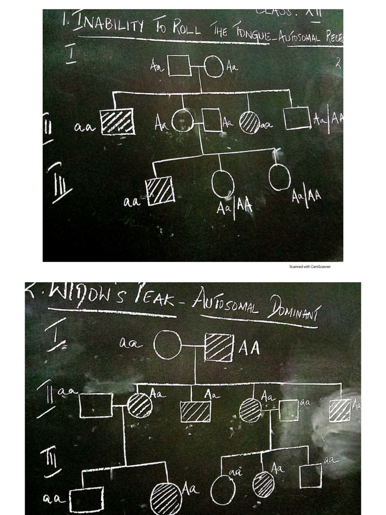 Pedigree Analysis Diagrams Pdf