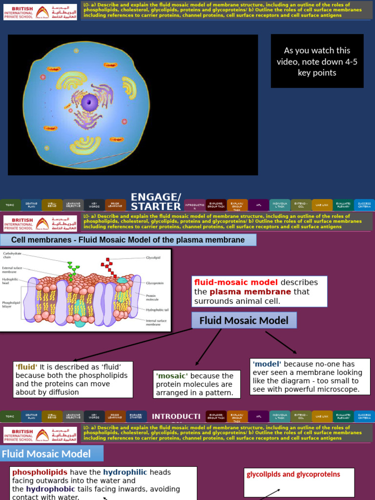Fluid Mosaic Model of Cell Membranes | PDF | Cell Membrane | Phospholipid
