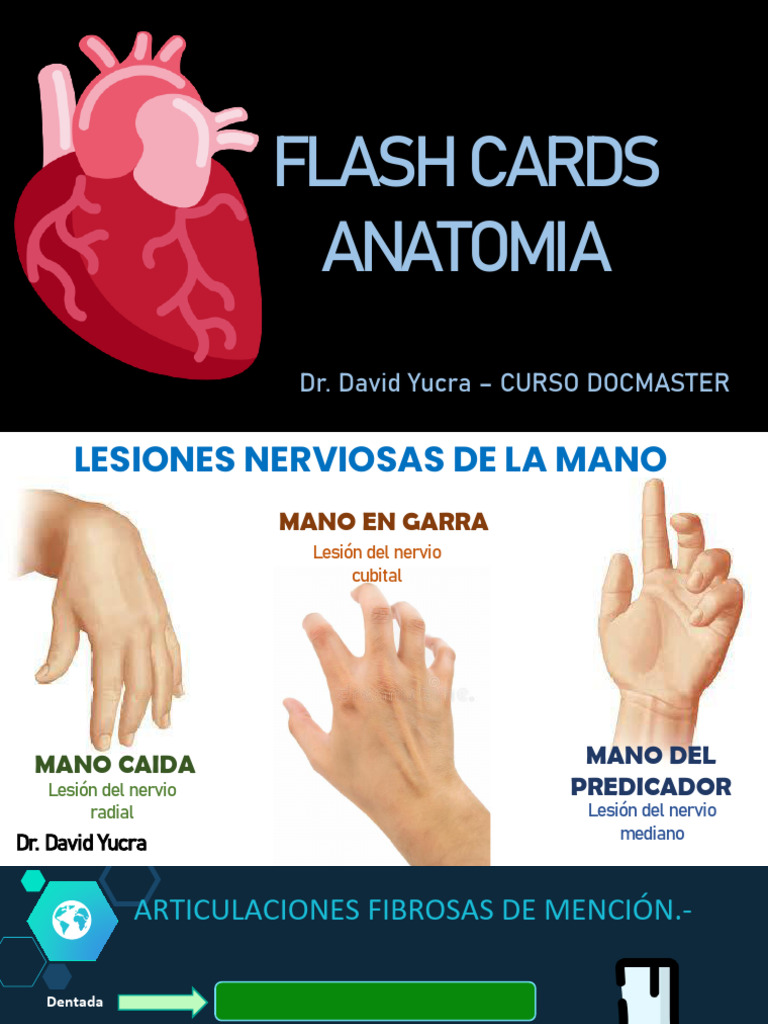 ANATOMIA | PDF | Corazón | Abdomen