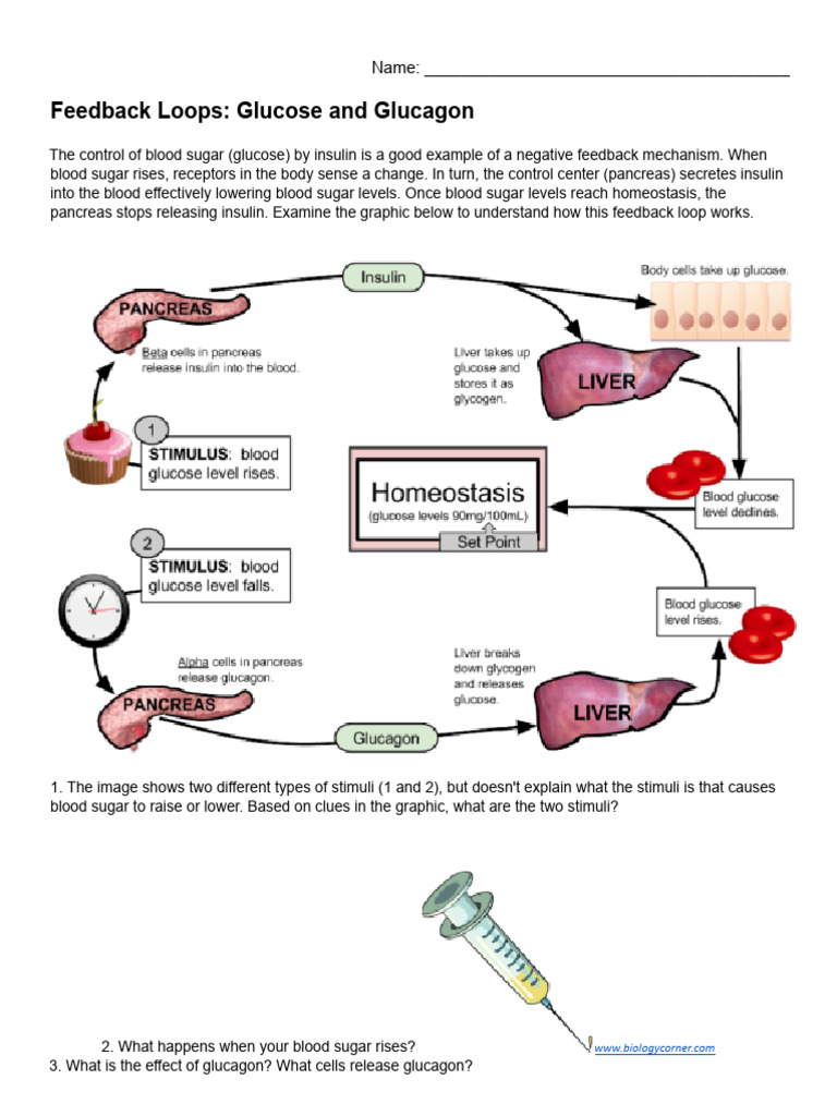 Feedback Loops | PDF