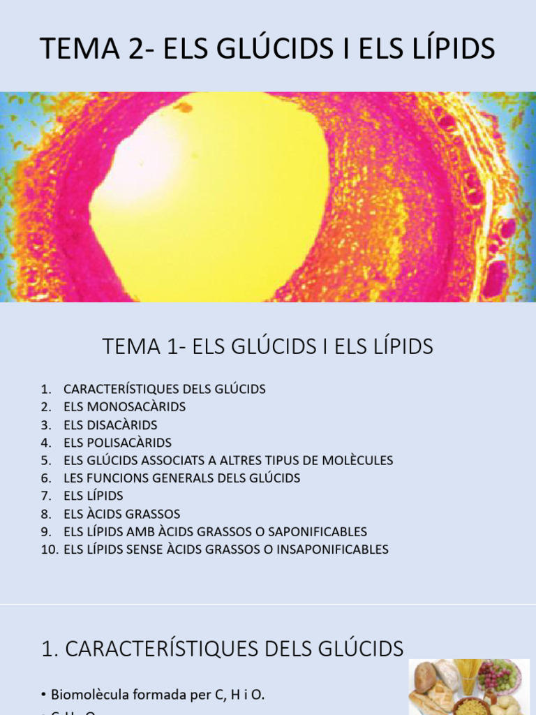 Tema 2 - Els Glúcids I Els Lípids | PDF