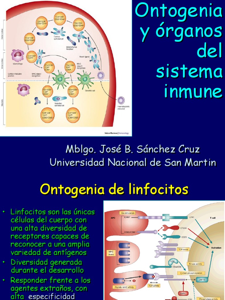 Ontogenia y Organos Del Sistema Inmunologico | PDF | Linfocitos | Célula T