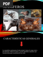 Anatomía del Hámster: Estudio Detallado | PDF | Mamíferos | Reptil