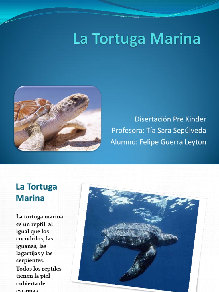 Características de la Tortuga Marina | PDF