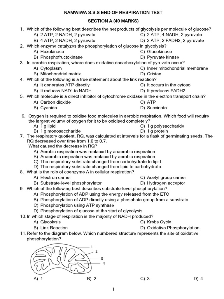End of Respiration Test Questions | PDF | Cellular Respiration ...