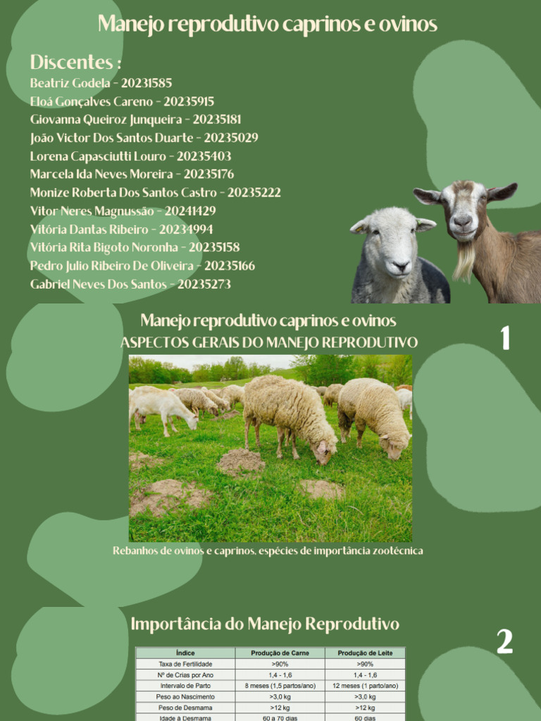 Manejo Reprodutivo de Caprinos e Ovinos | PDF | Bode | Ovelhas