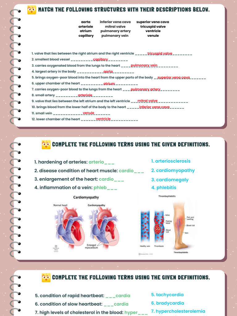 Circulatory System - Answer | PDF | Heart | Heart Valve
