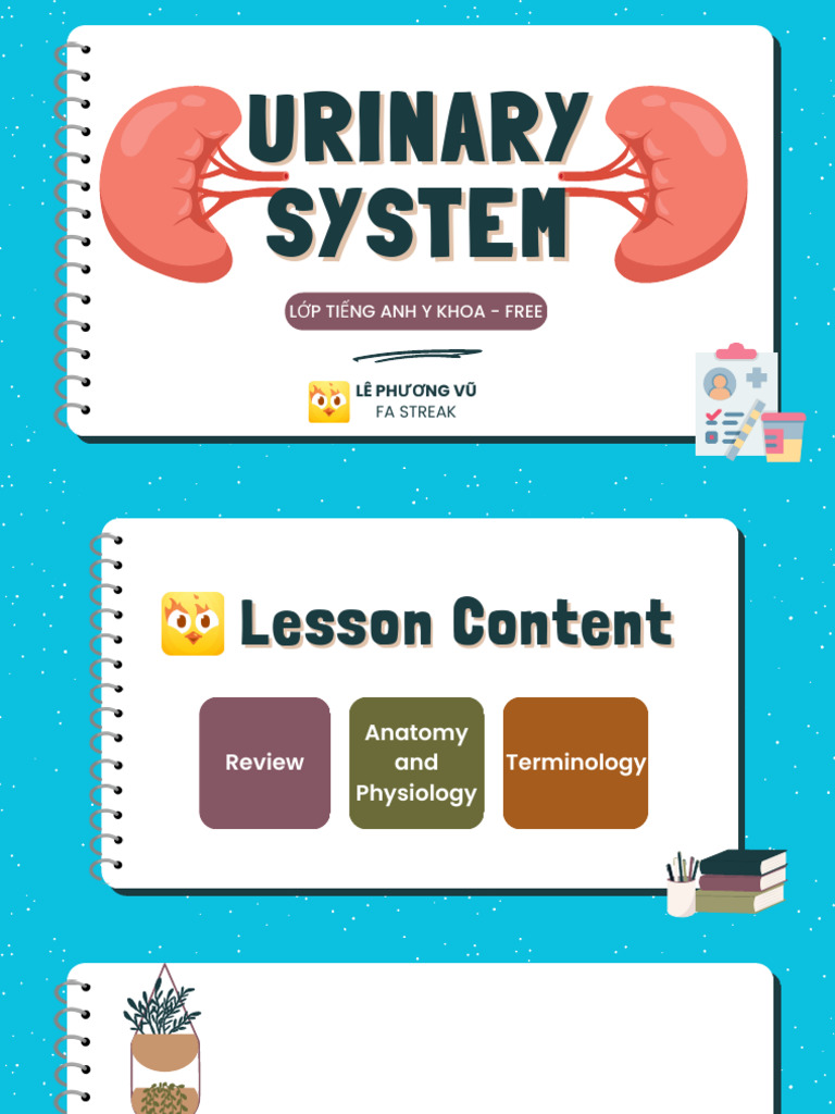 Urinary System | PDF | Kidney | Urinary System