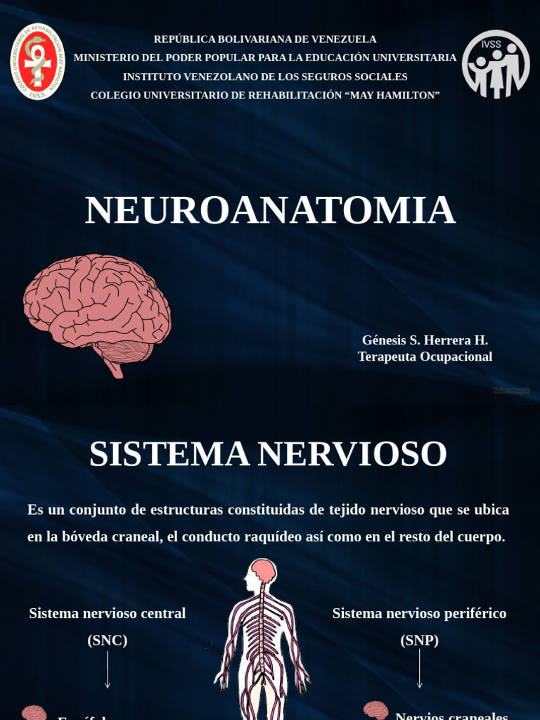 NEUROANATOMIA | PDF | Cerebro | Sistema nervioso