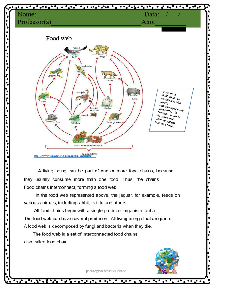 FOOD WEB | PDF