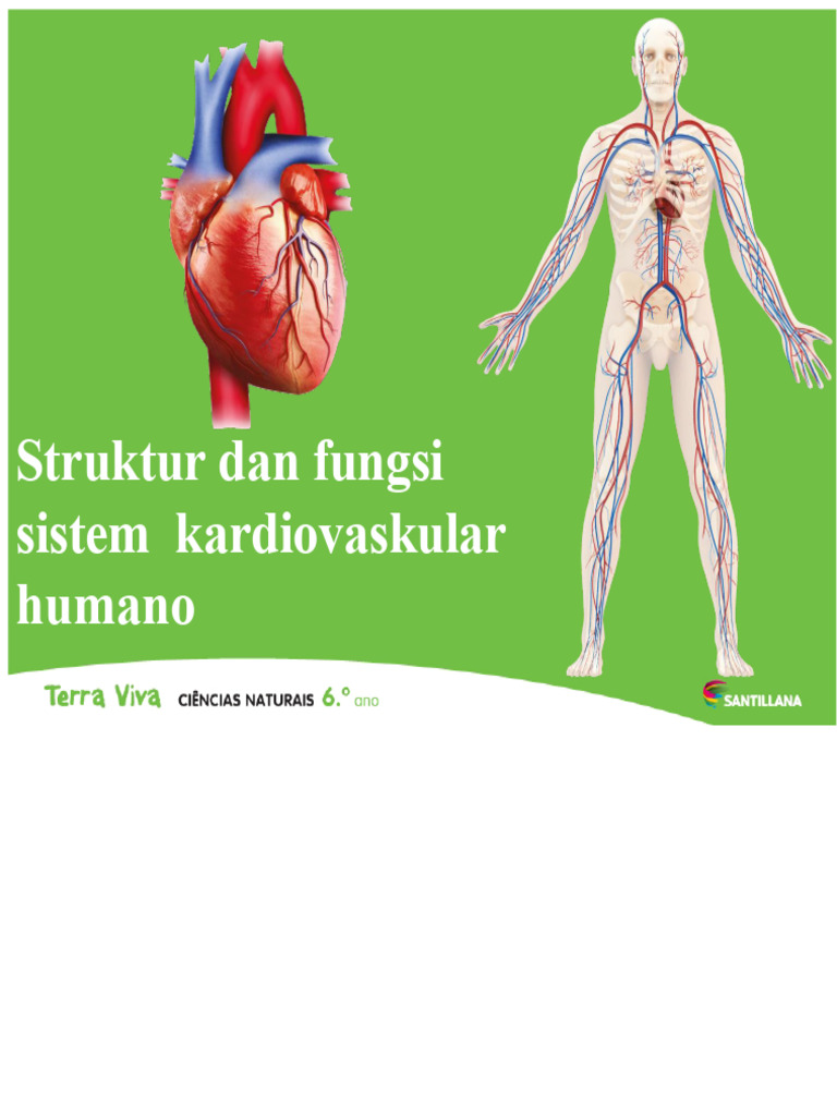 Struktur dan Fungsi Sistem Kardiovaskular | PDF