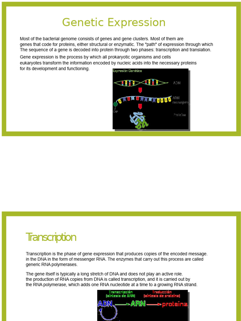 Genetic Expression | PDF