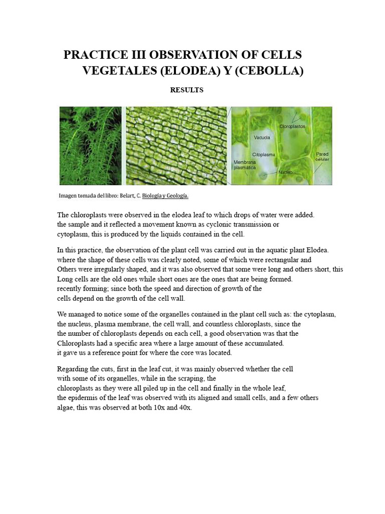 Observing Plant Cells: Elodea & Onion | PDF | Cell (Biology) | Cytoplasm