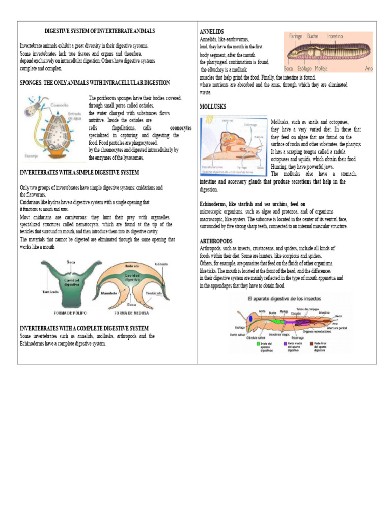 digestion in animals | PDF | Digestion | Mouth