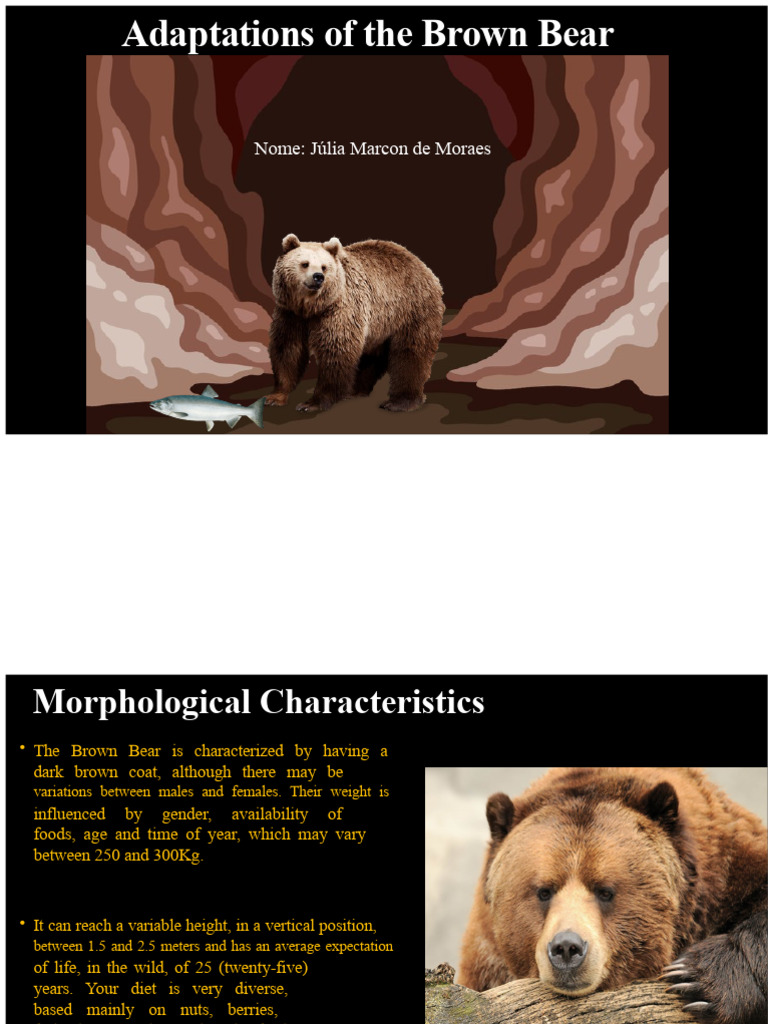 Adaptations of The Brown Bear | PDF | Bears | Biology
