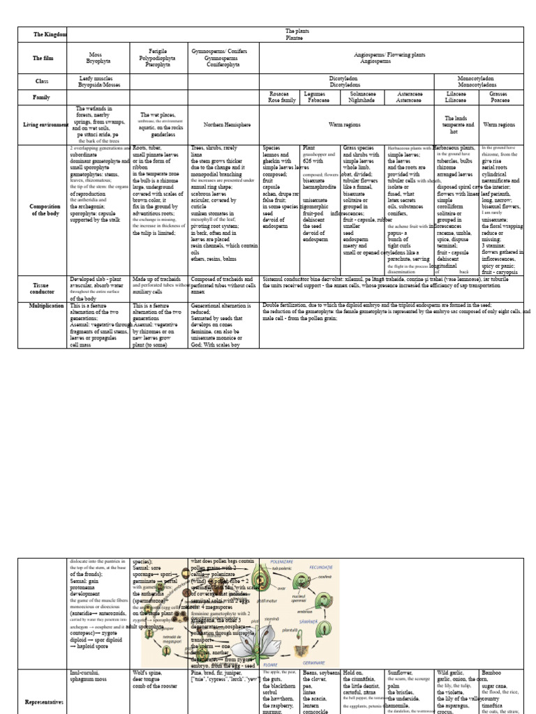 Kingdom Plantae, Summary Table | PDF | Plants | Seed