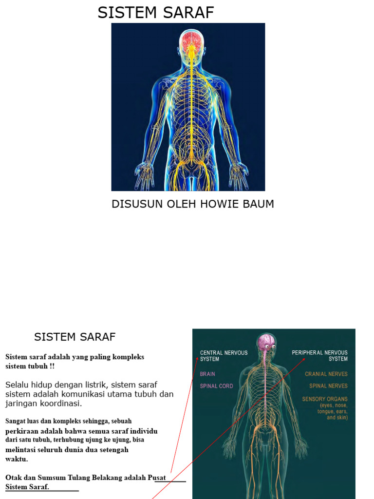 Struktur dan Fungsi Sistem Saraf Manusia | PDF