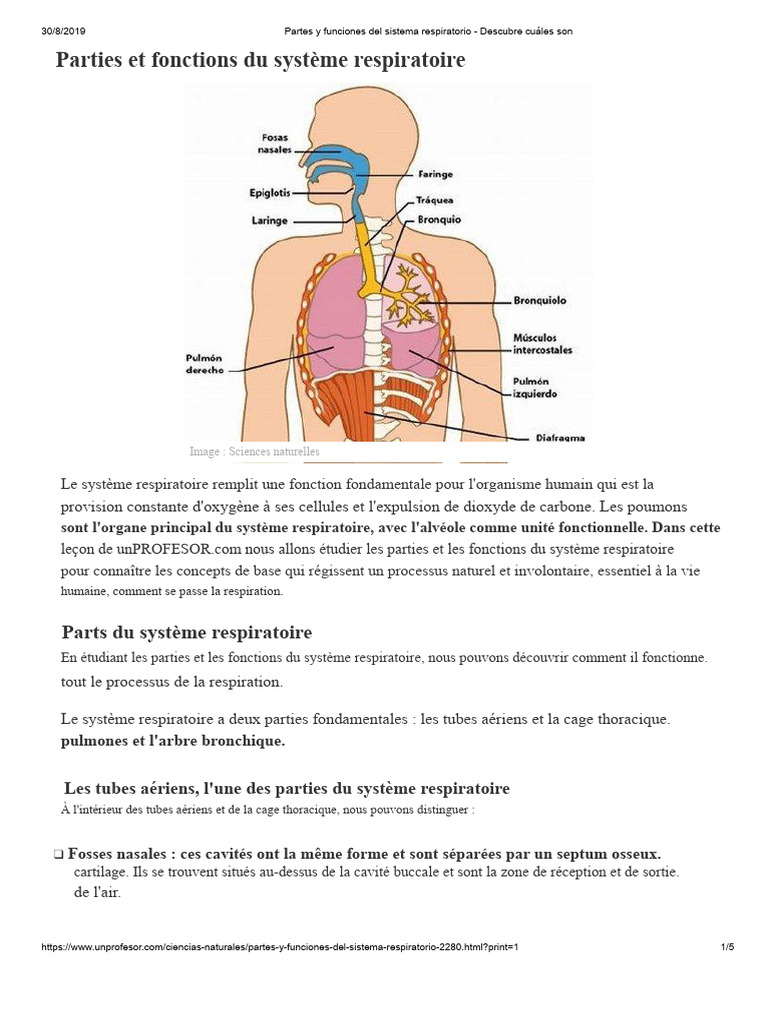 Parties et fonctions du système respiratoire | PDF | Système ...