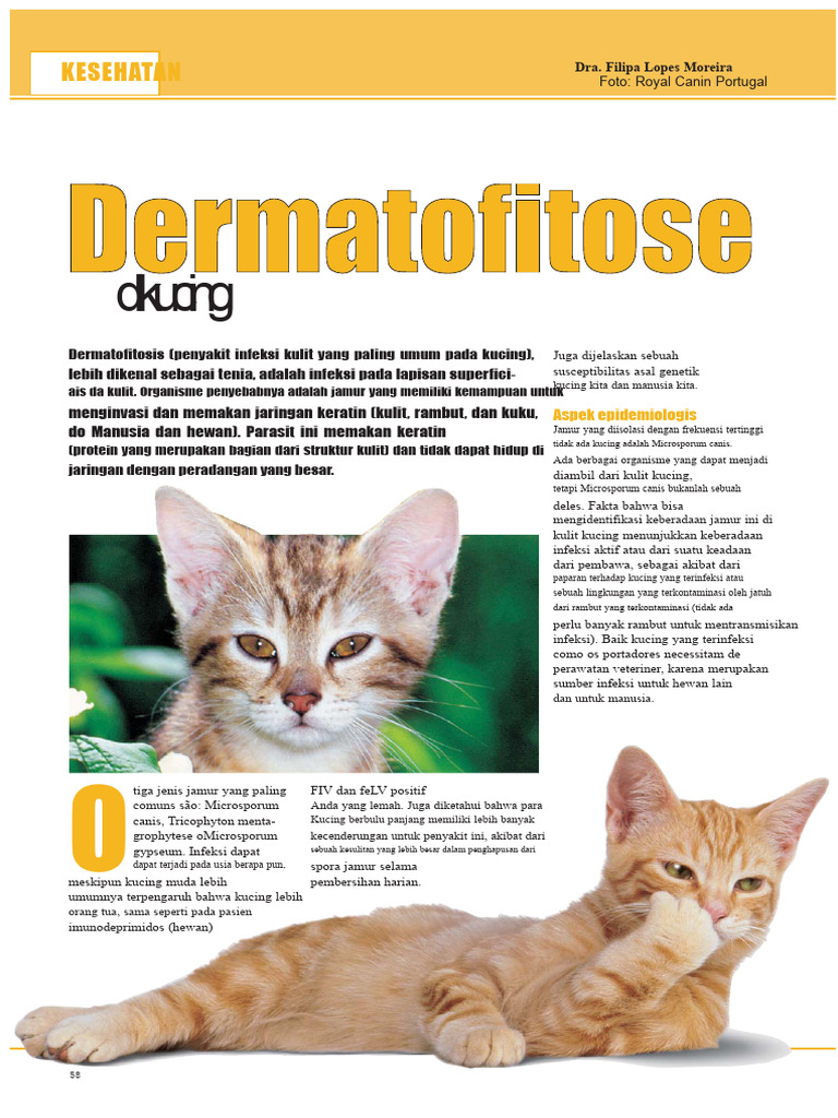 Dermatofitosis Kucing: Gejala dan Perawatan | PDF