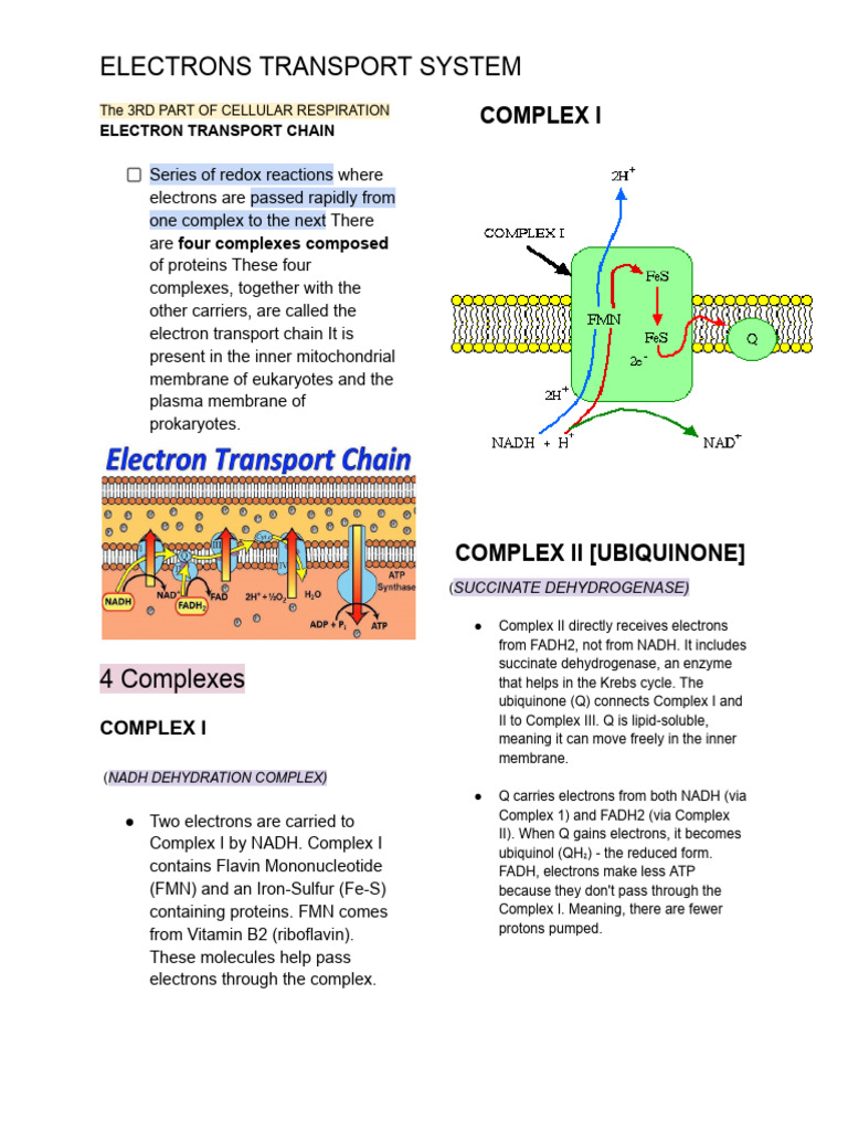 Electron Transport Chain in Respiration | PDF | Electron Transport ...