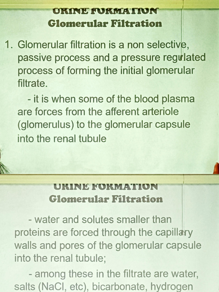 Urine Formation PPT Anaphy Lab | PDF | Medical Specialties | Kidney