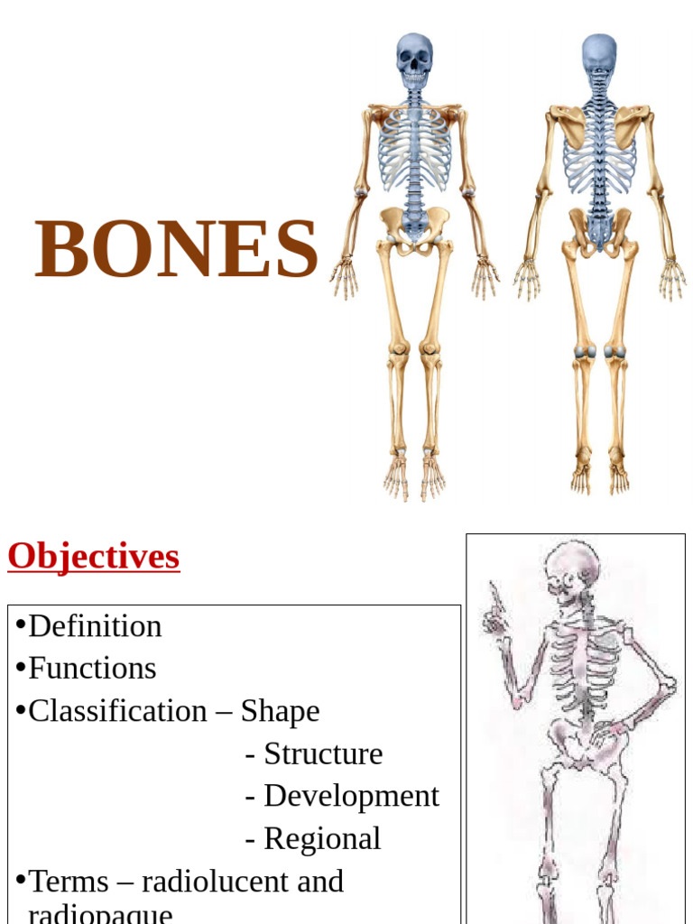 Bones - I - General Anatomy | PDF | Bone | Skull