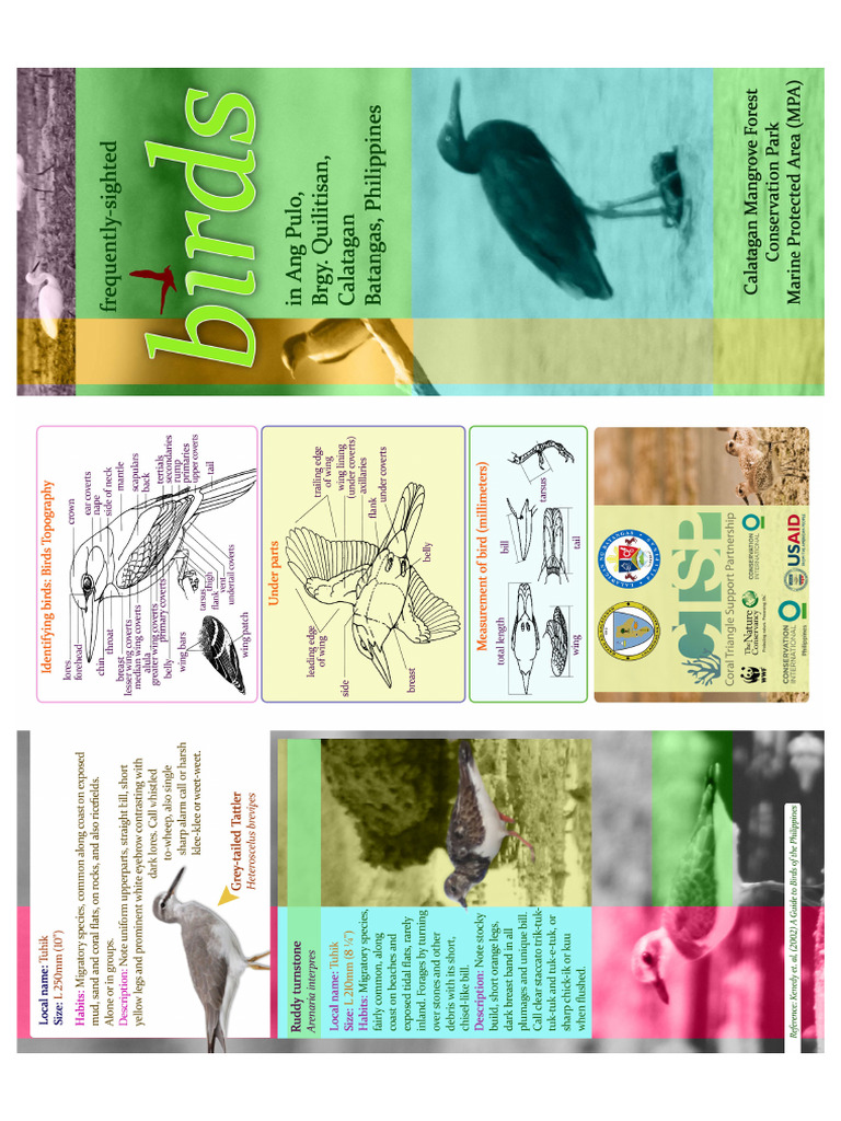 8 - Frequently Sighted Birds Philippines (Brochure) | PDF