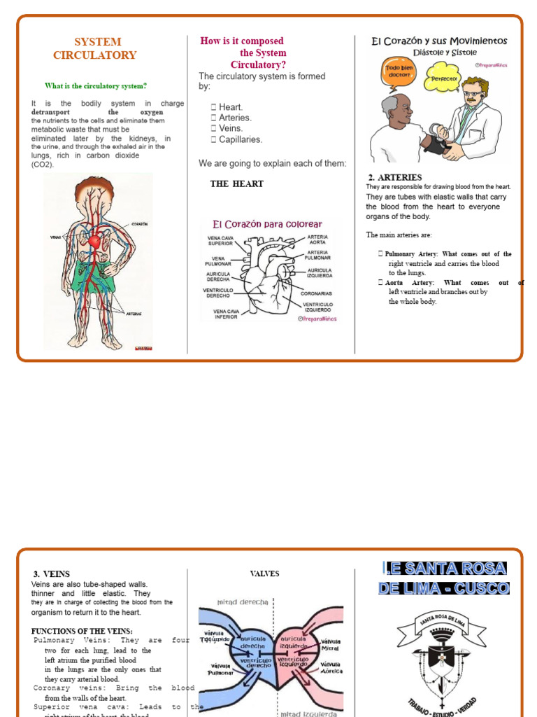 Triptych Circulatory System | PDF | Circulatory System | Vein