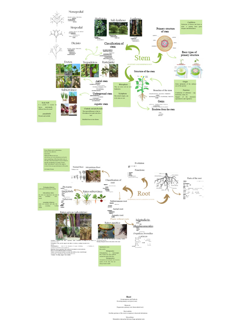 Mind Map: Stem, Root, and Germination | PDF | Seedling | Root