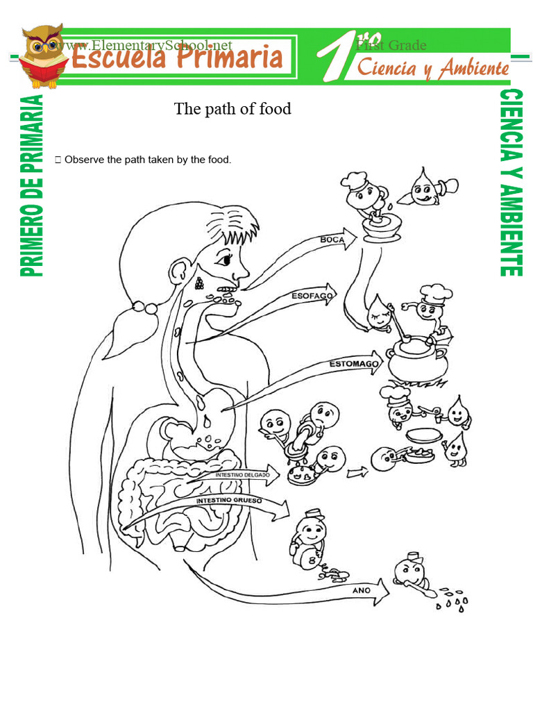 The Food Path For First Grade | PDF | Digestion | Stomach