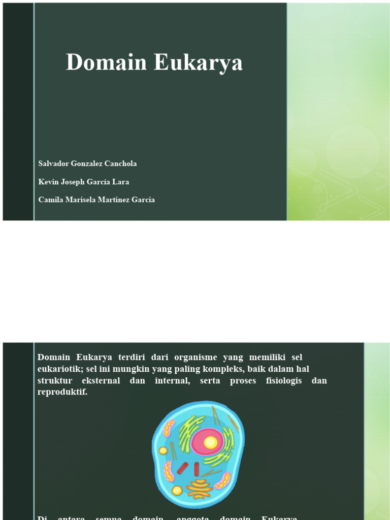 Domain Eukarya | PDF