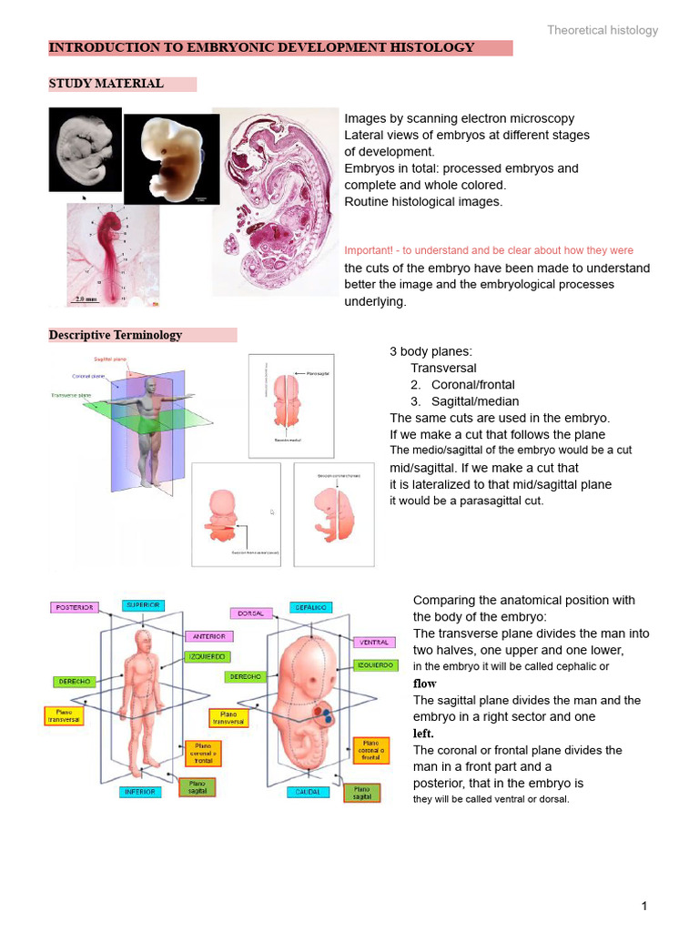 Embryonic Development Histology Guide | PDF | Anatomical Terms Of ...