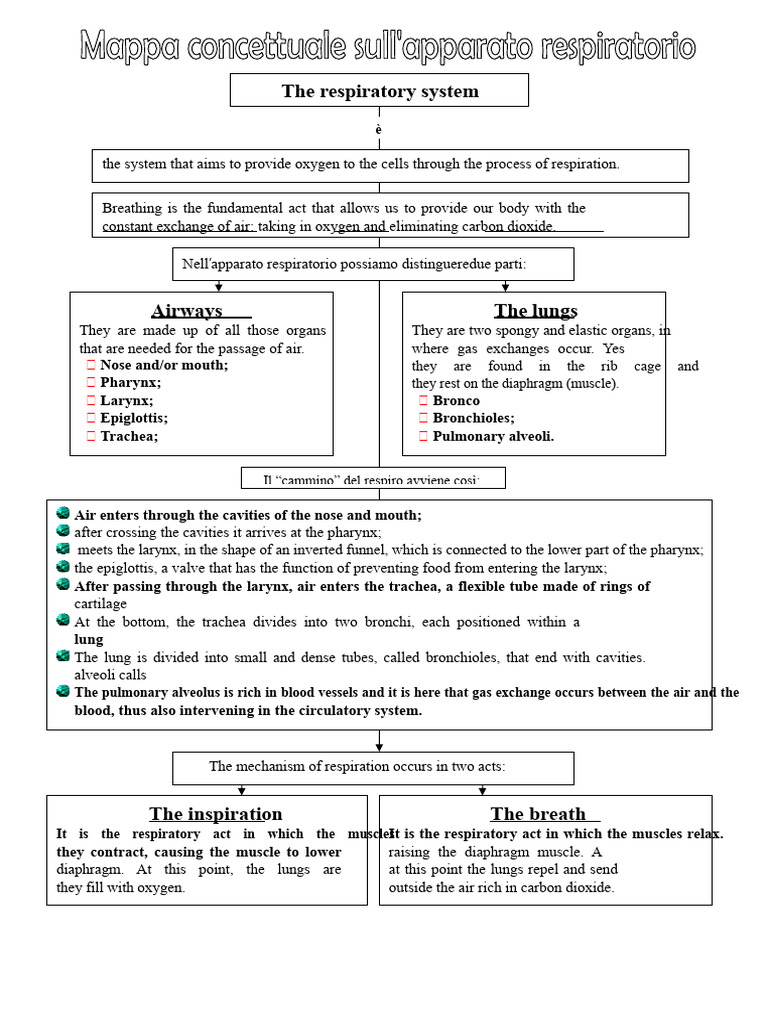 Concept Map on the Respiratory System | PDF | Respiratory Tract ...